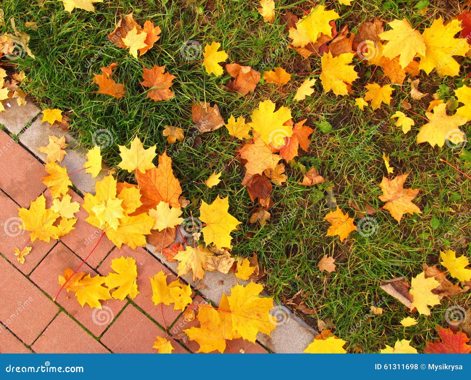 Fallen maple leaves stock photo. Image of pavage, season - 61311698