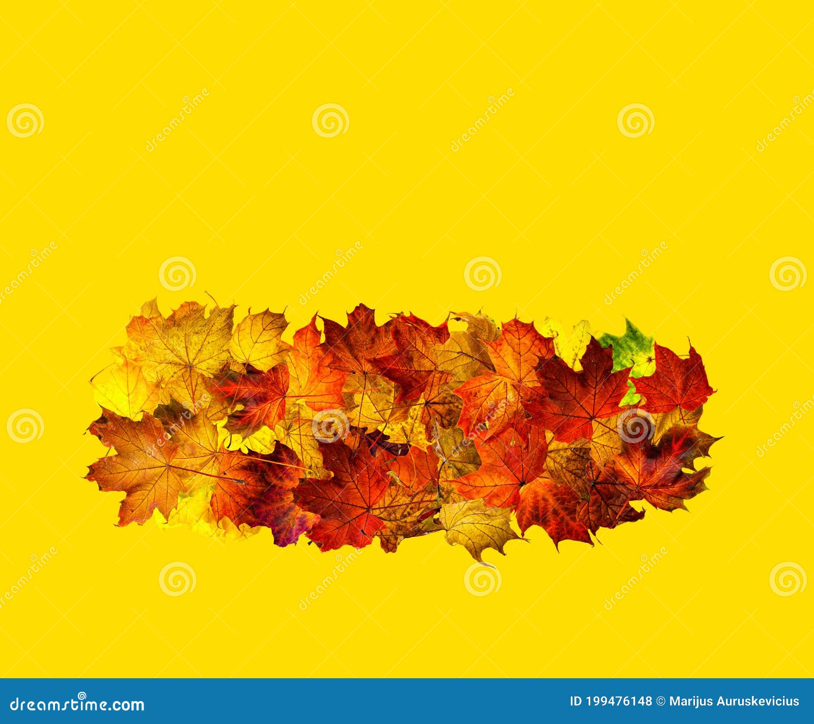Fallen Maple Leaves in a Row Isolated on Yellow. Background with Space ...
