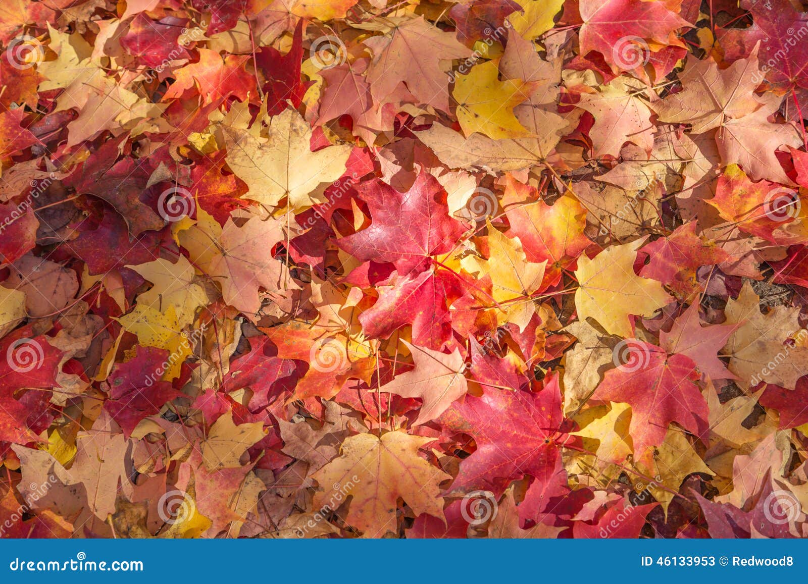 Fallen Maple Leaves stock image. Image of weather, ground - 46133953