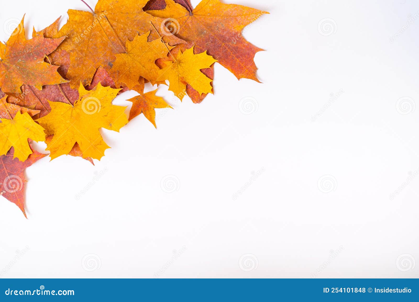 Fallen Maple Leaves on a White Background with Blank Space. Autumn Flat ...