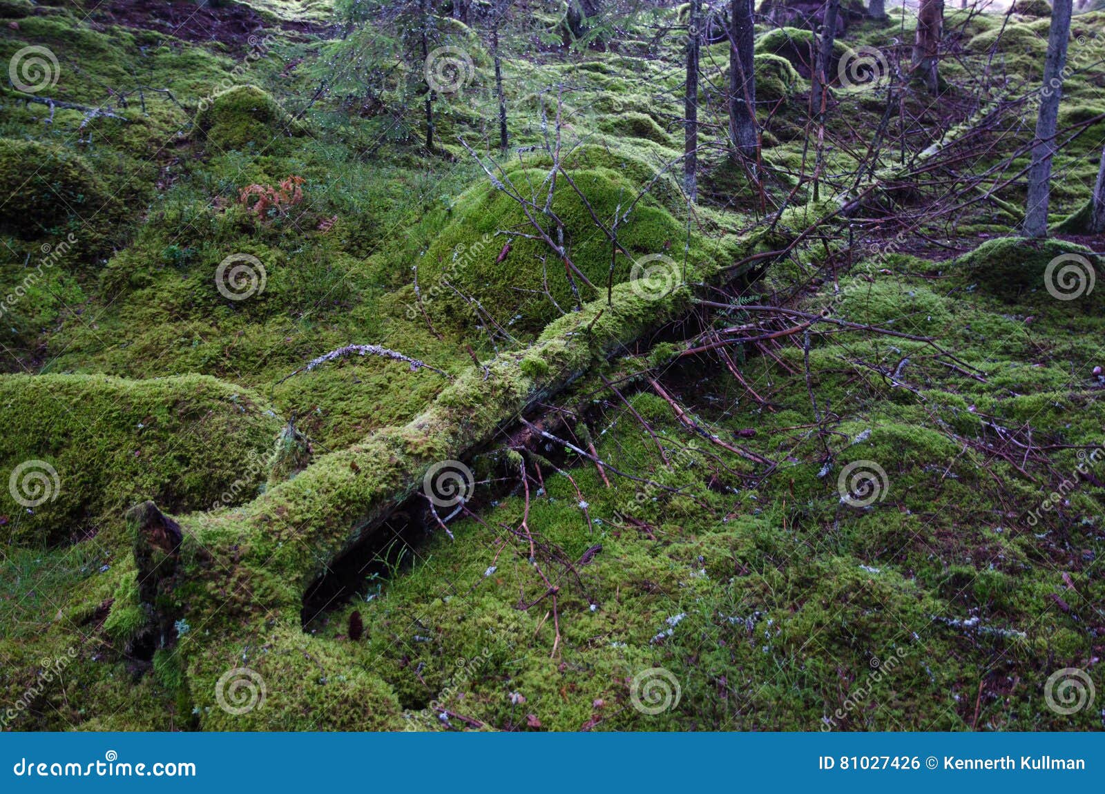 Fallen mossy tree trunk stock photo. Image of soft, moss - 81027426
