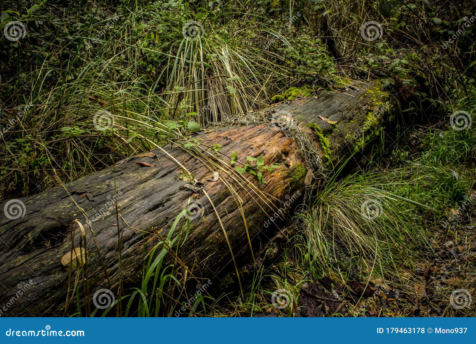 Fallen Trunk in the Middle of the Forest Stock Photo - Image of forest ...