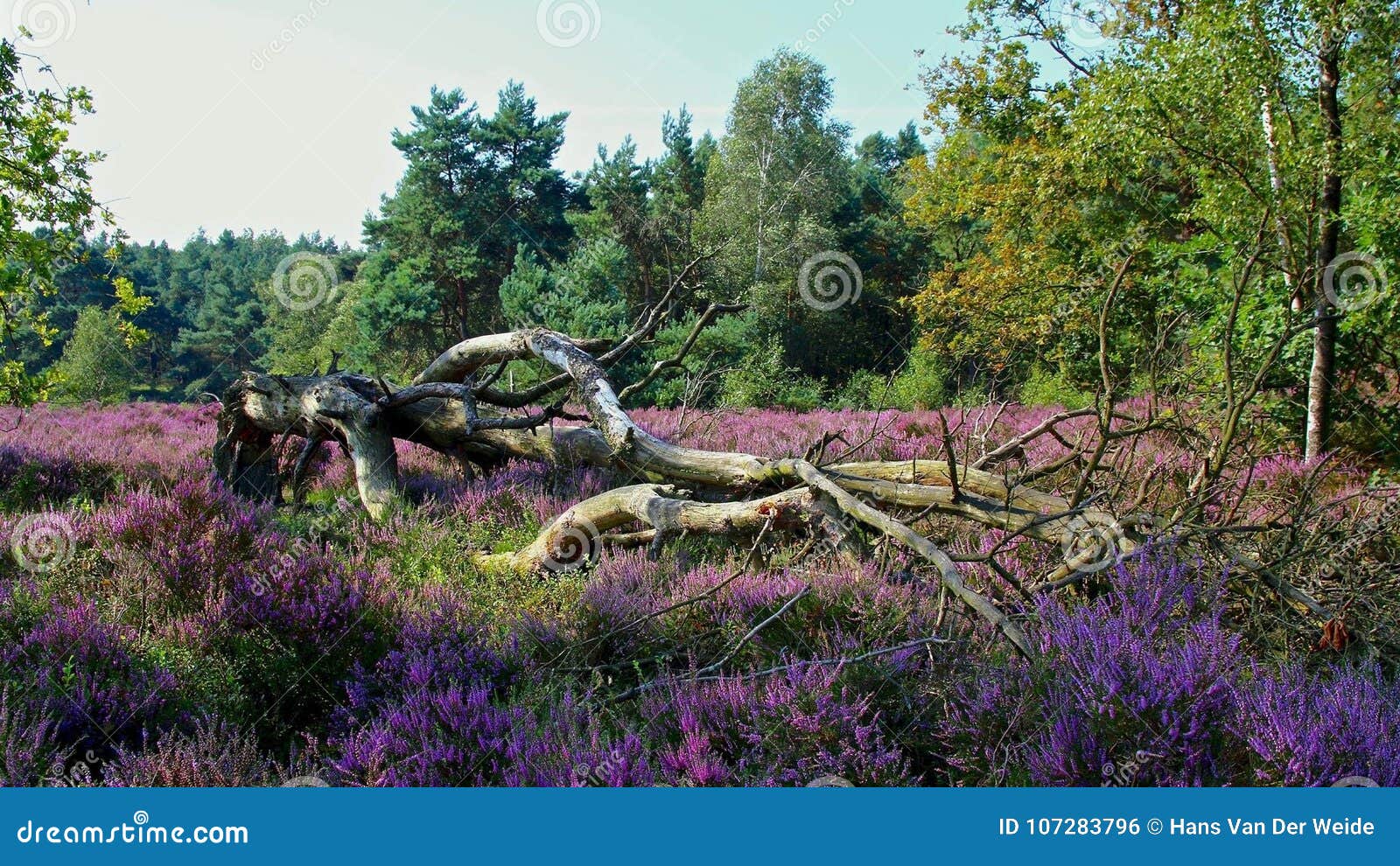 Fallen Multi-stemmed Bare Tree in a Beautiful Flowering Purple Heather ...