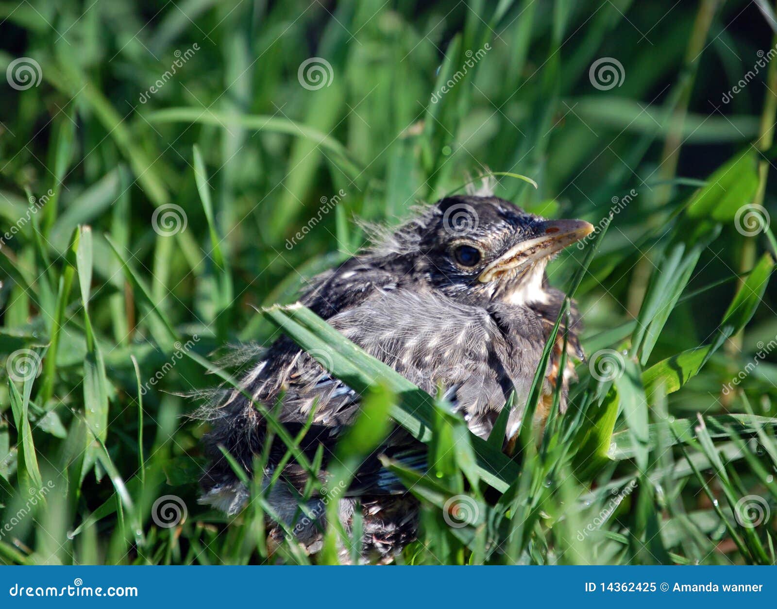 Fluffy Young Robin Stock Photos - Free & Royalty-Free Stock Photos from ...