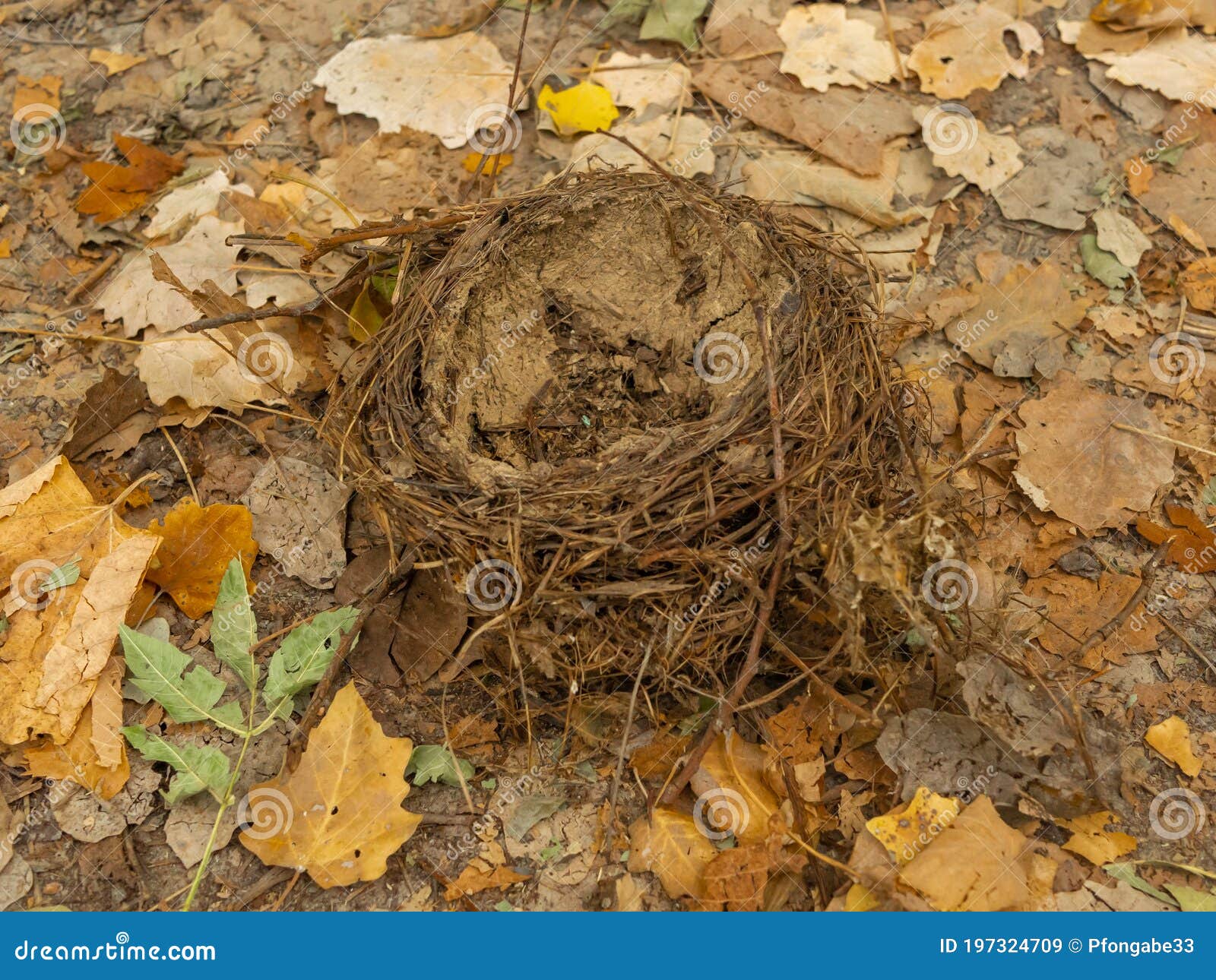 Fallen Nest on Rusted Autmn Leafs Stock Image - Image of ground, autmn ...