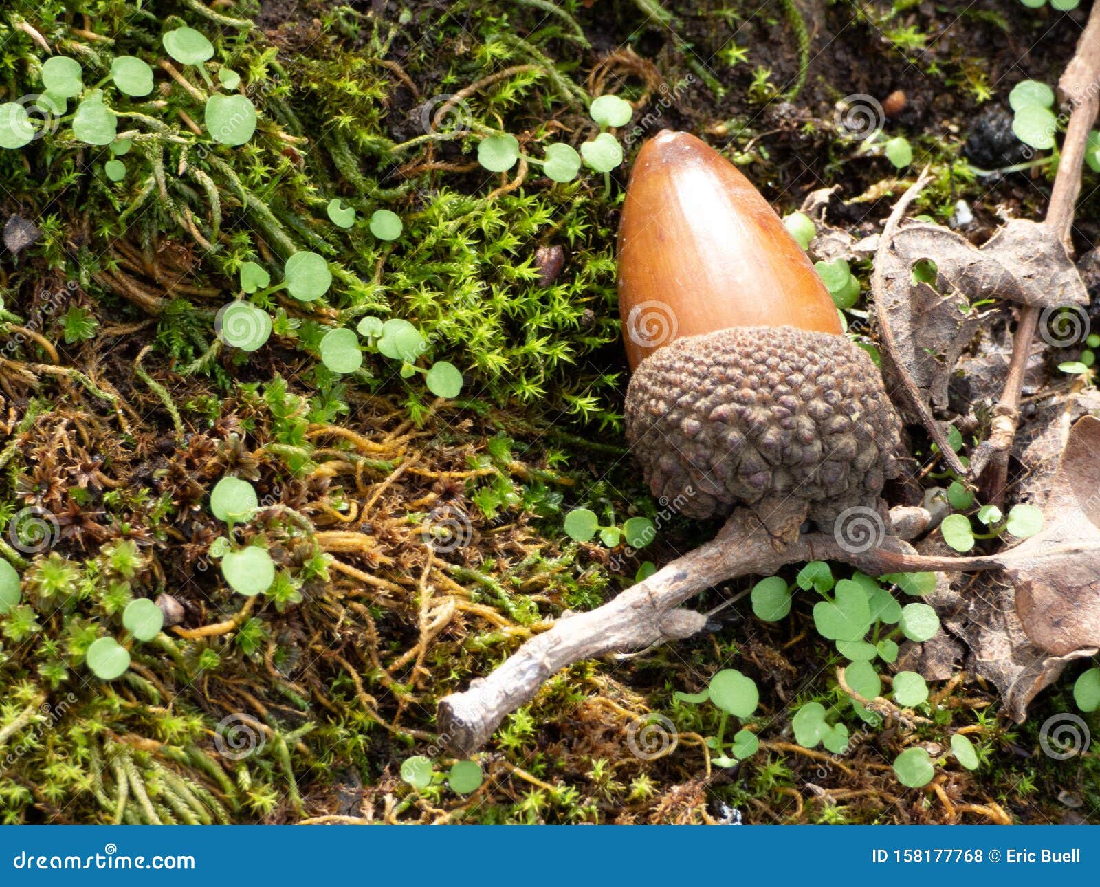 Fallen Oak Acorn Forest Floor Scene Fall Stock Photo - Image of floor ...