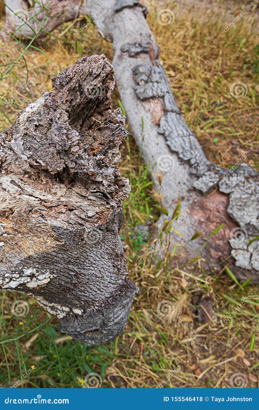Fallen Oak Branches on Grassy Ground with Fox Tail Weeds Stock Photo ...