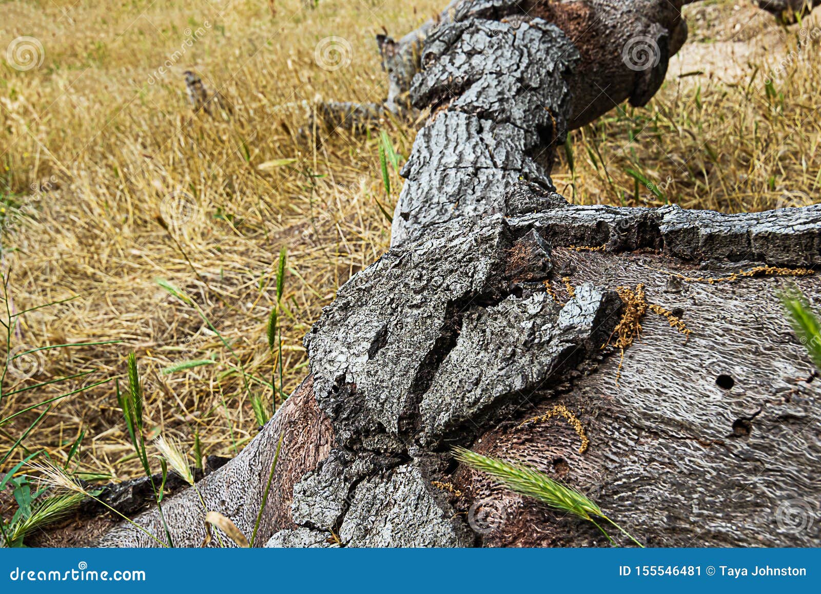 Fallen Oak Branches on Grassy Ground with Fox Tail Weeds Stock Image ...
