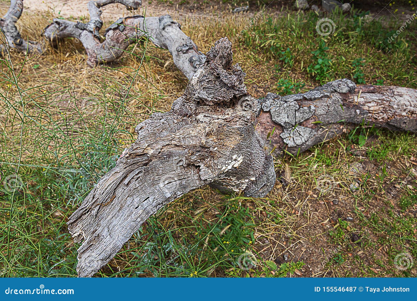 Fallen Oak Branches on Grassy Ground with Fox Tail Weeds Stock Image ...