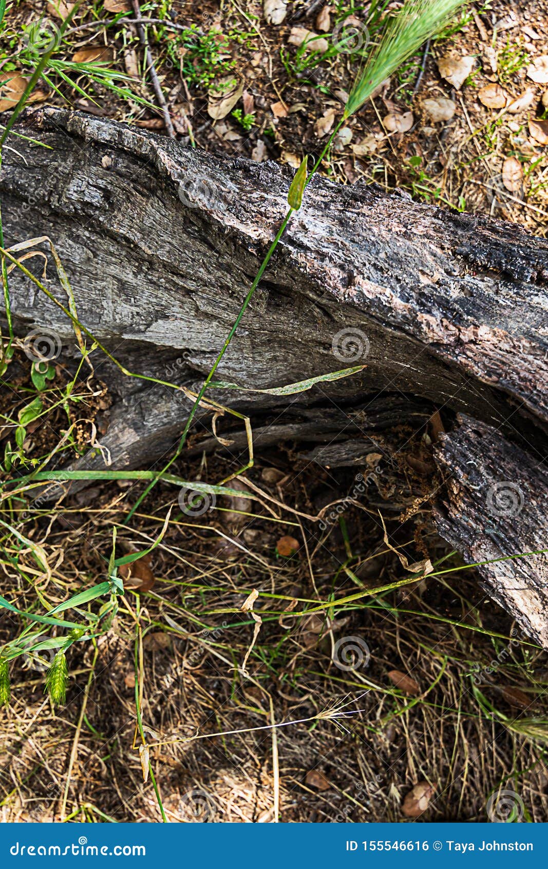 Fallen Oak Branches on Grassy Ground with Fox Tail Weeds Stock Photo ...