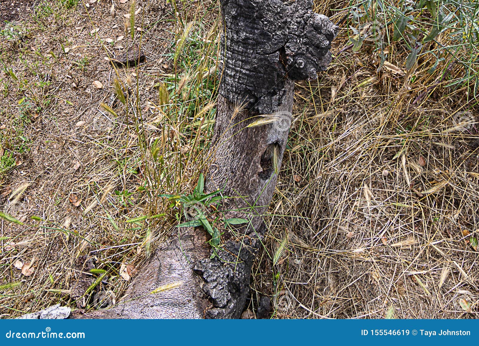 Fallen Oak Branches on Grassy Ground with Fox Tail Weeds Stock Image ...