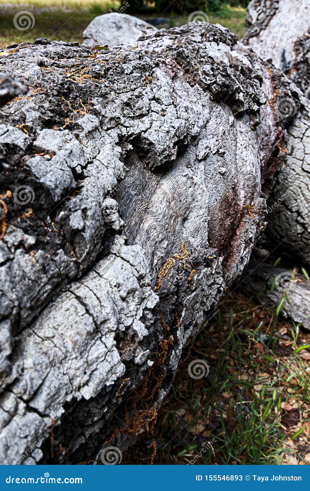 Fallen Oak Branches on Grassy Ground with Fox Tail Weeds Stock Image ...