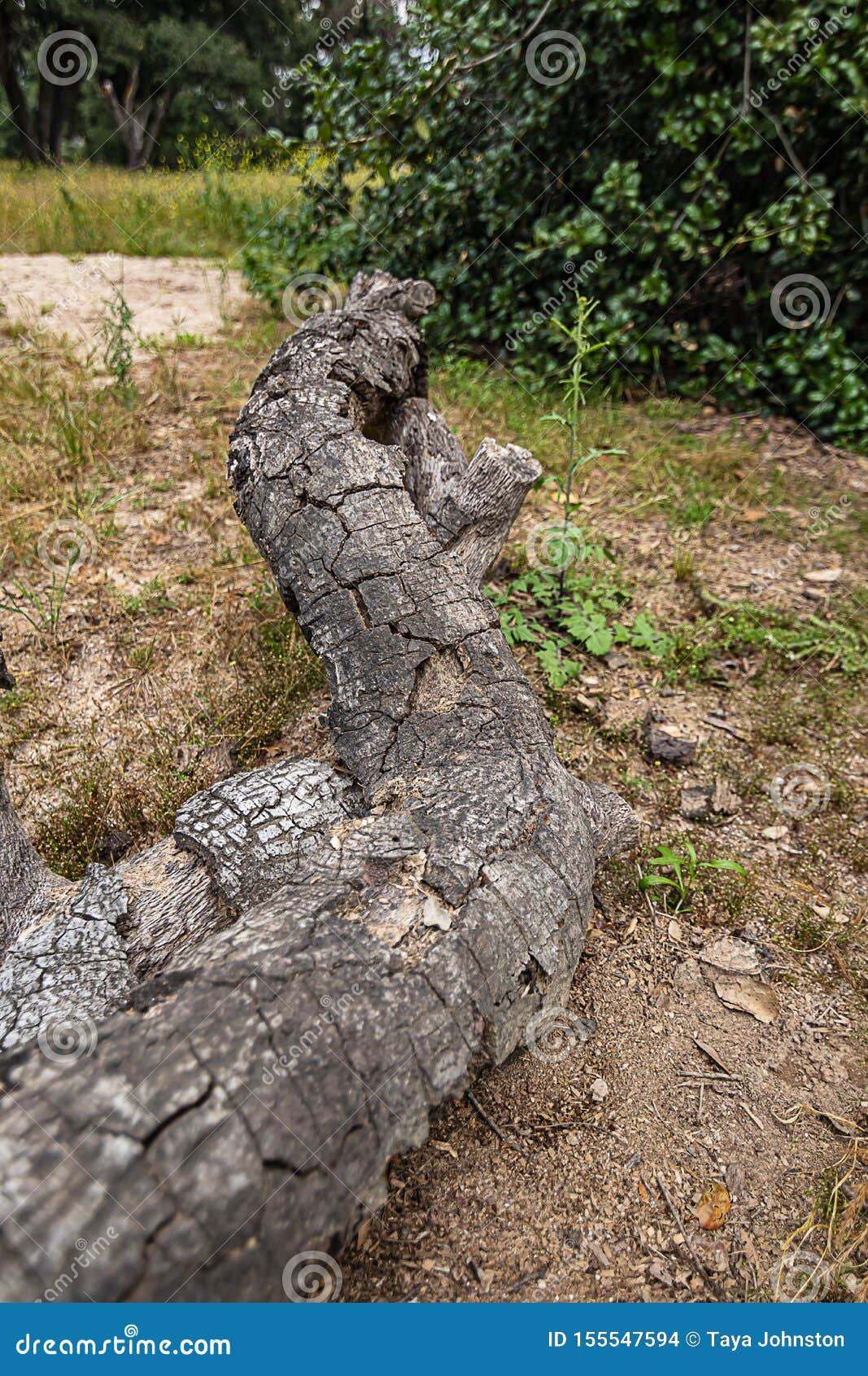 Fallen Oak Branches on Grassy Ground with Fox Tail Weeds Stock Photo ...
