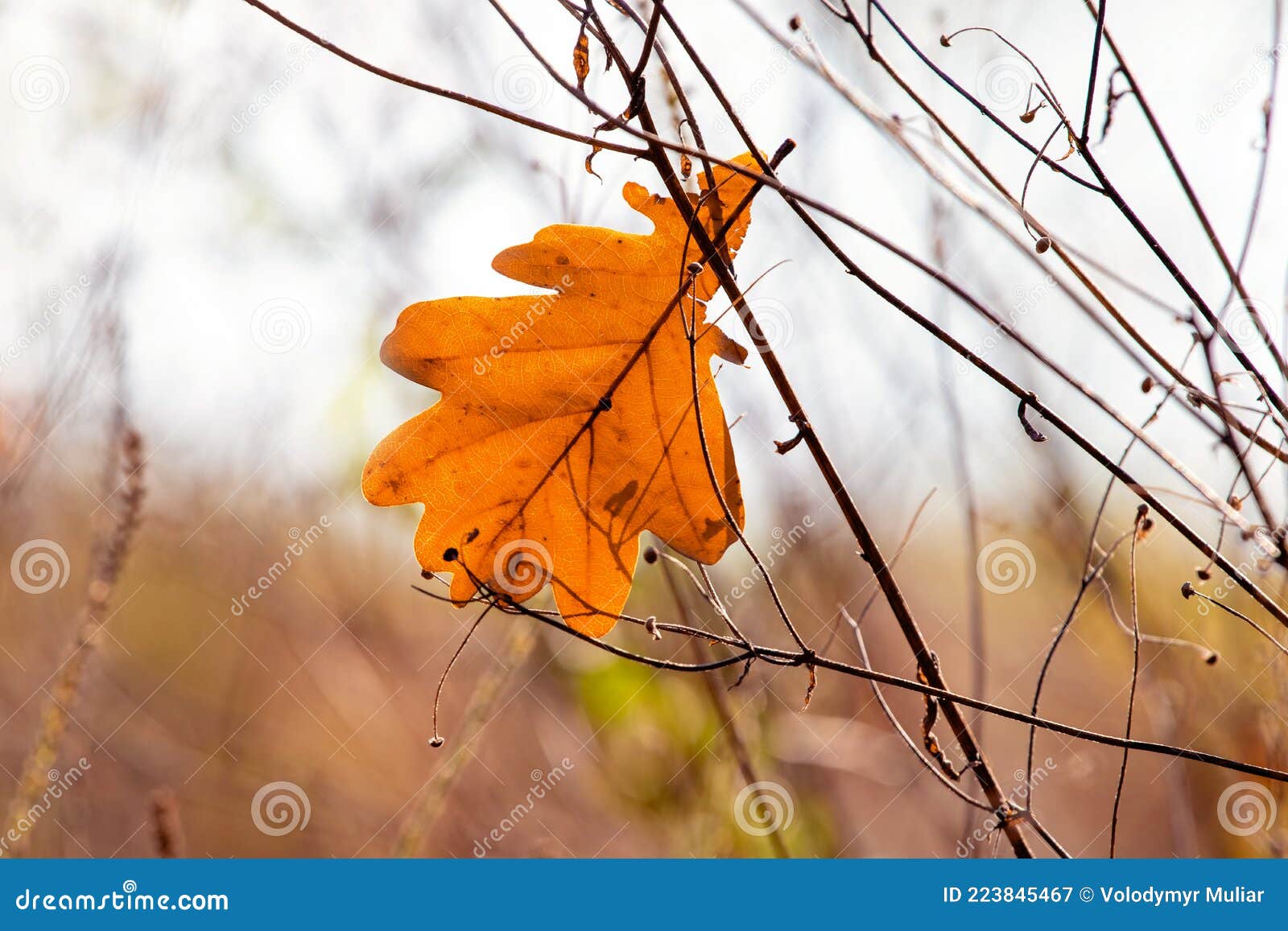 Fallen Oak Leaf among the Branches of Trees on a Light Background Stock ...