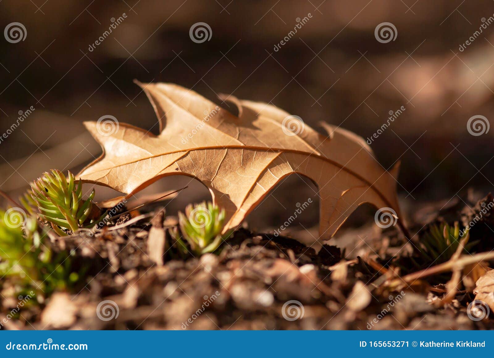 Brown Fallen Oak Leaf in Fall Stock Image - Image of deciduous ...