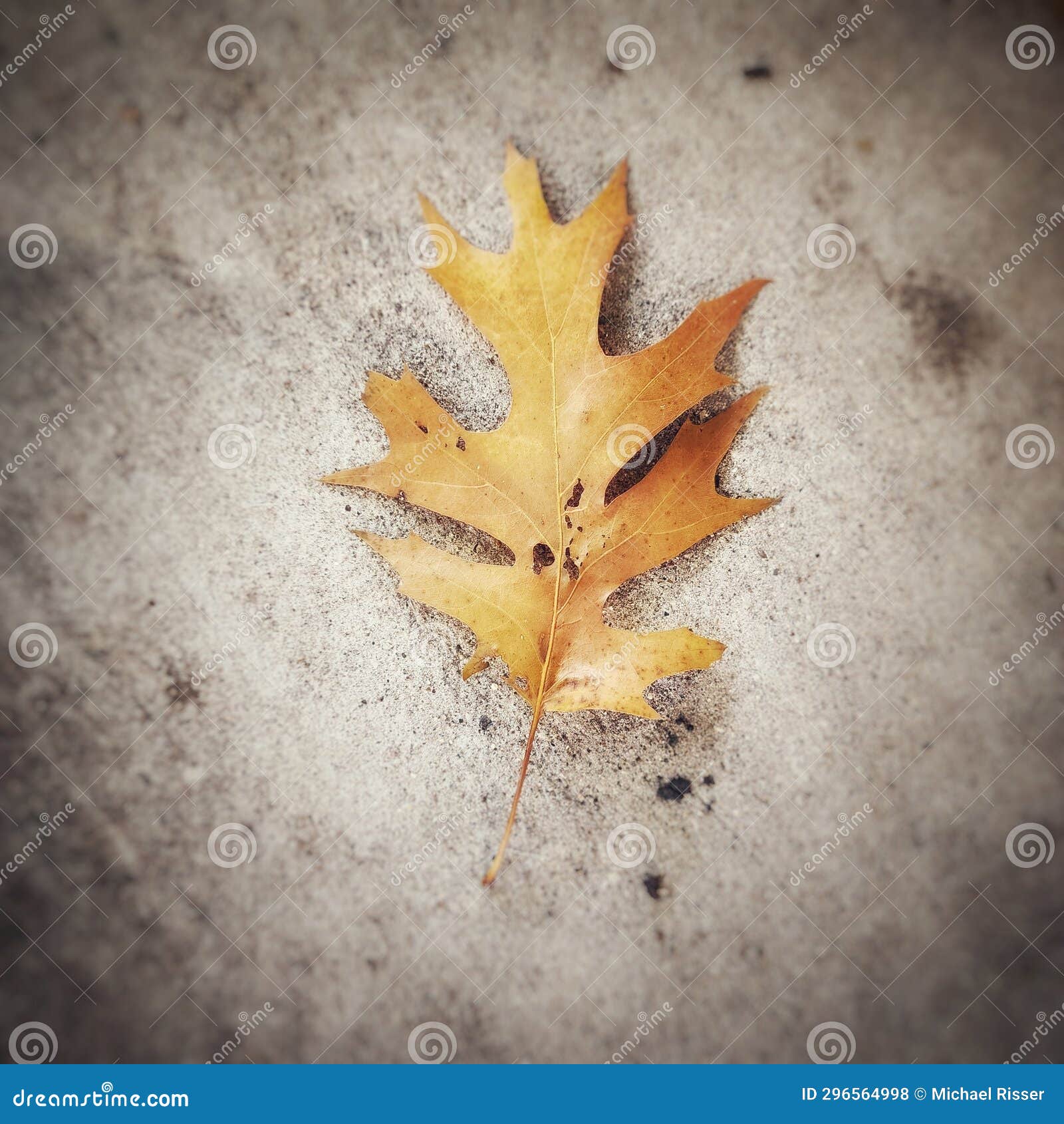 Fallen Oak Leaf in Fall Color Lying on Concrete Pavement Stock Photo ...