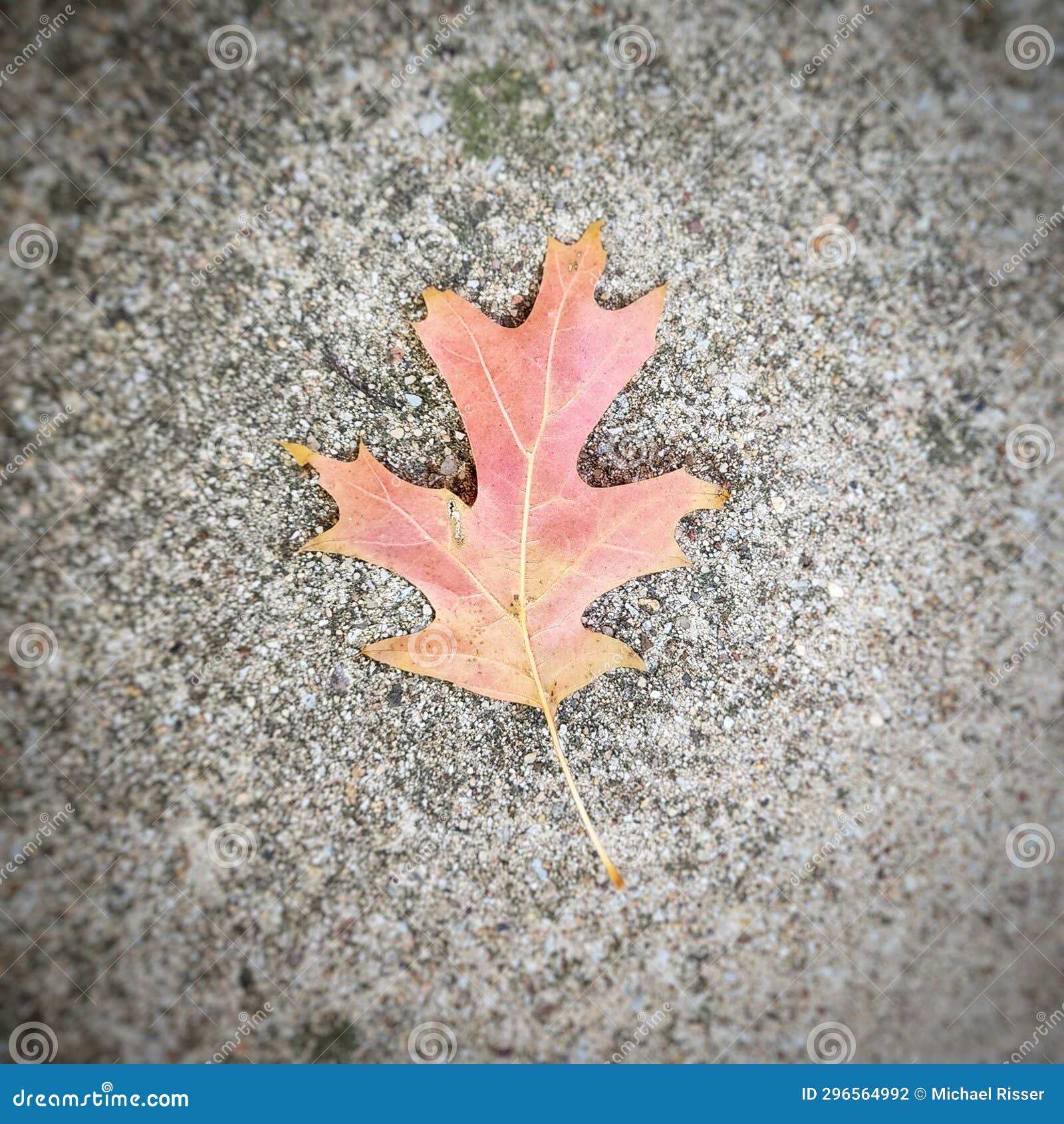 Fallen Oak Leaf in Fall Color Lying on Concrete Pavement Stock Photo ...
