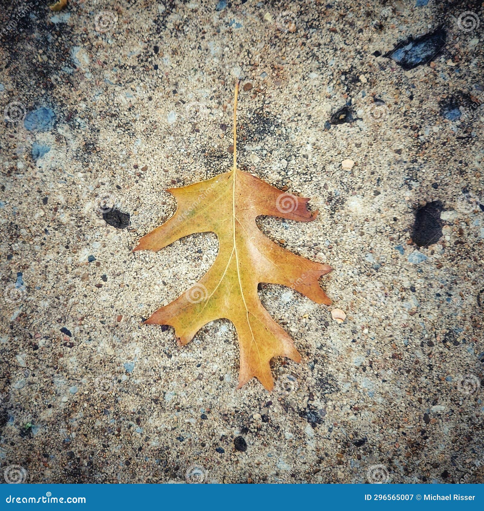 Fallen Oak Leaf in Fall Colors Stock Image - Image of sunlight, tree ...