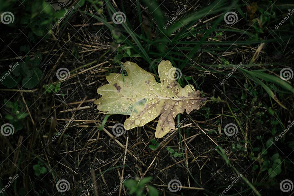 Fallen Oak Leaf on the Ground in the Forest. Selective Focus Stock ...