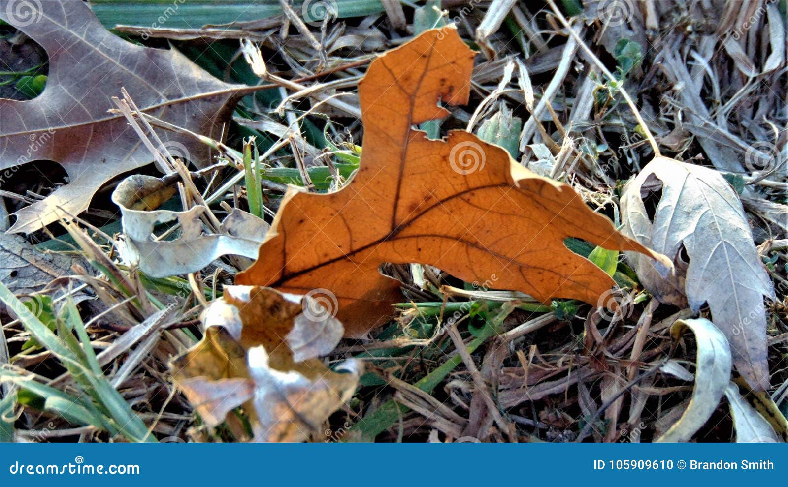 Fallen Oak Leaf on Ground stock photo. Image of beautiful - 105909610