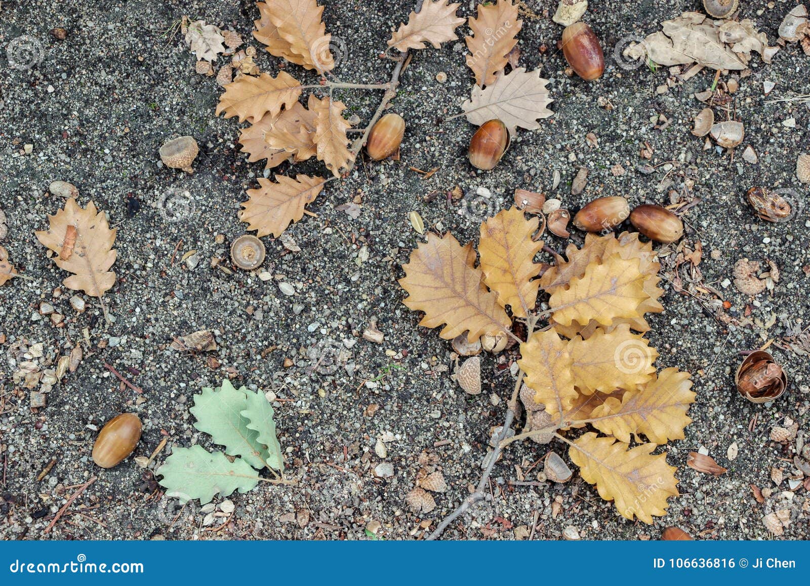 Fallen Oak Seed and Leaves on Ground Stock Photo - Image of ground ...