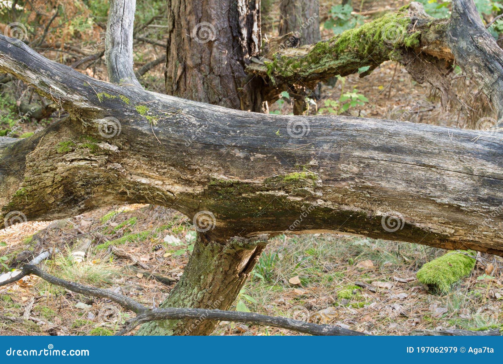 Fallen oak tree stock image. Image of fall, plant, nature - 197062979
