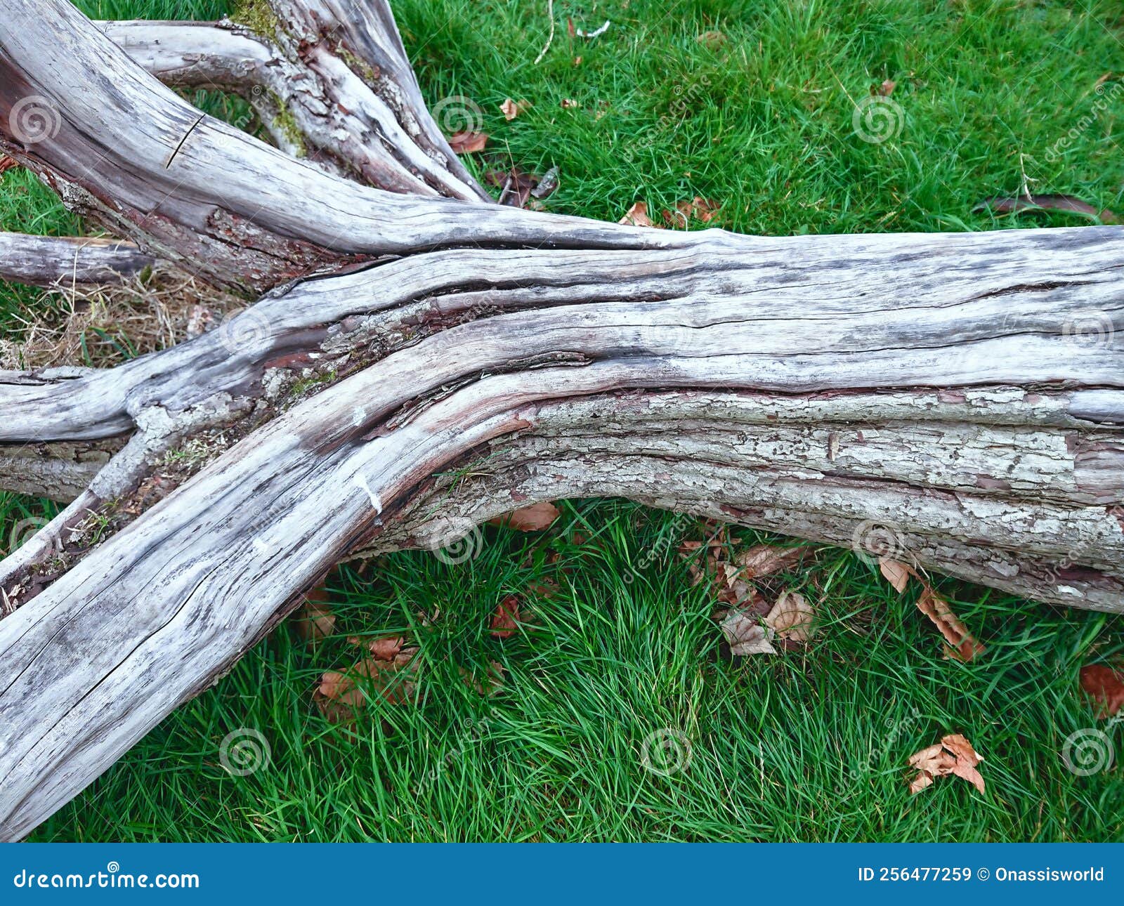 Fallen Old Dry Dead Tree Log. Nature Age Stock Image - Image of fallen ...