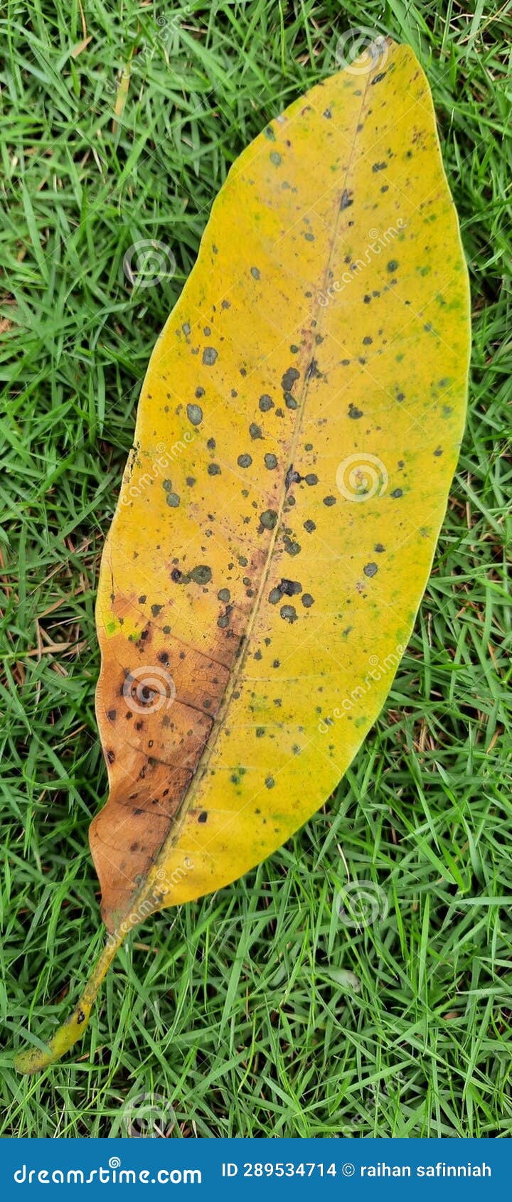 Fallen old leaves stock photo. Image of grass, leaves - 289534714
