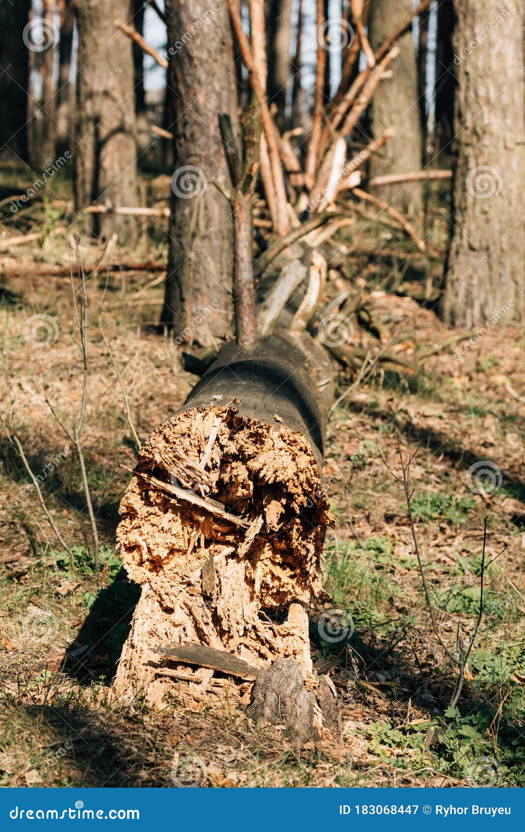 Fallen Old Pine Tree Trunk. Windfall in Forest. Storm Damage Stock ...