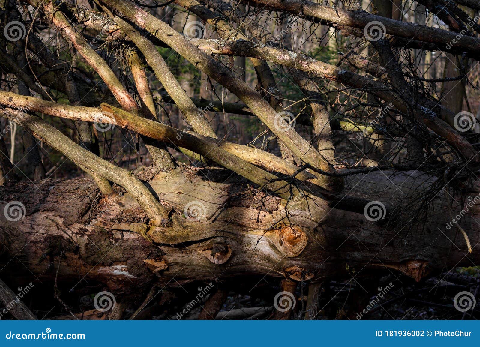Fallen Old Spruce Tree in a Dense Forest Lit by the Sun Stock Photo ...