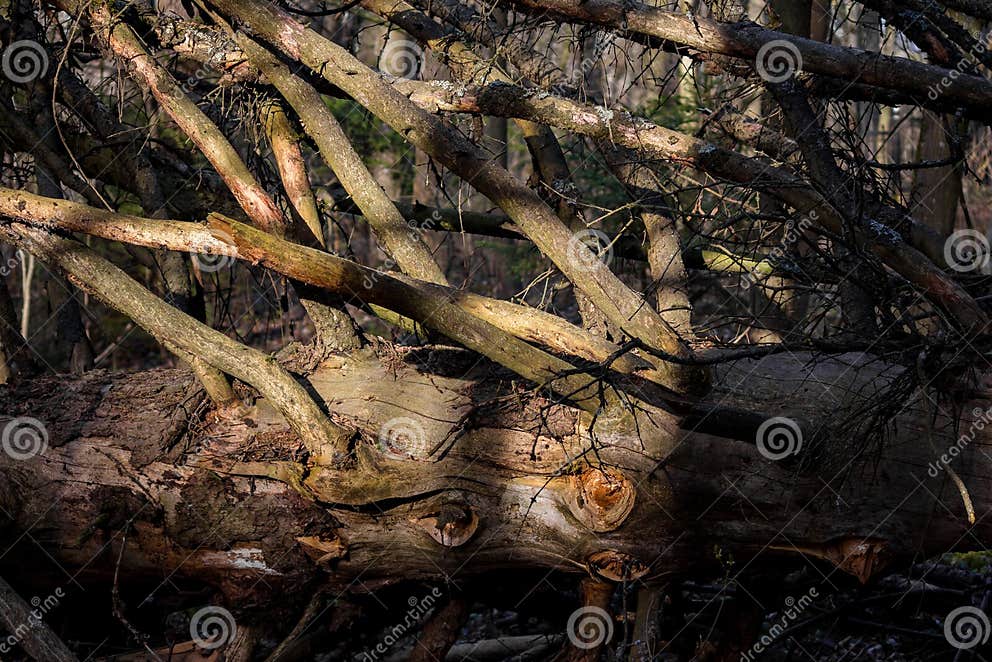 Fallen Old Spruce Tree in a Dense Forest Lit by the Sun Stock Photo ...