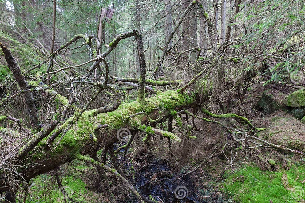 Fallen old spruce tree stock photo. Image of coniferous - 37102052
