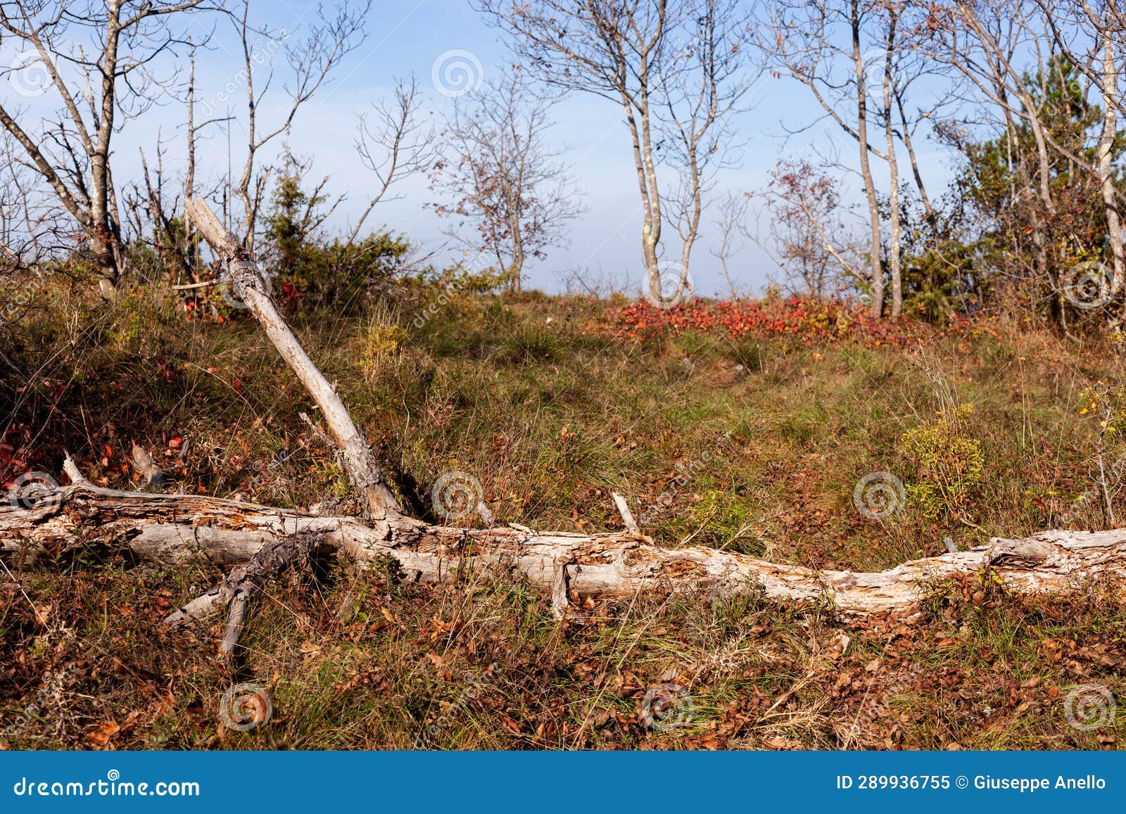A Fallen Old Tree in the Wood Stock Image - Image of nature, sunlight ...