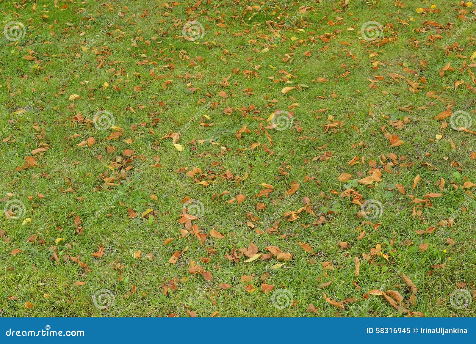 Fallen Orange Leaves on the Grass. Texture Stock Image - Image of orange, background: 58316945