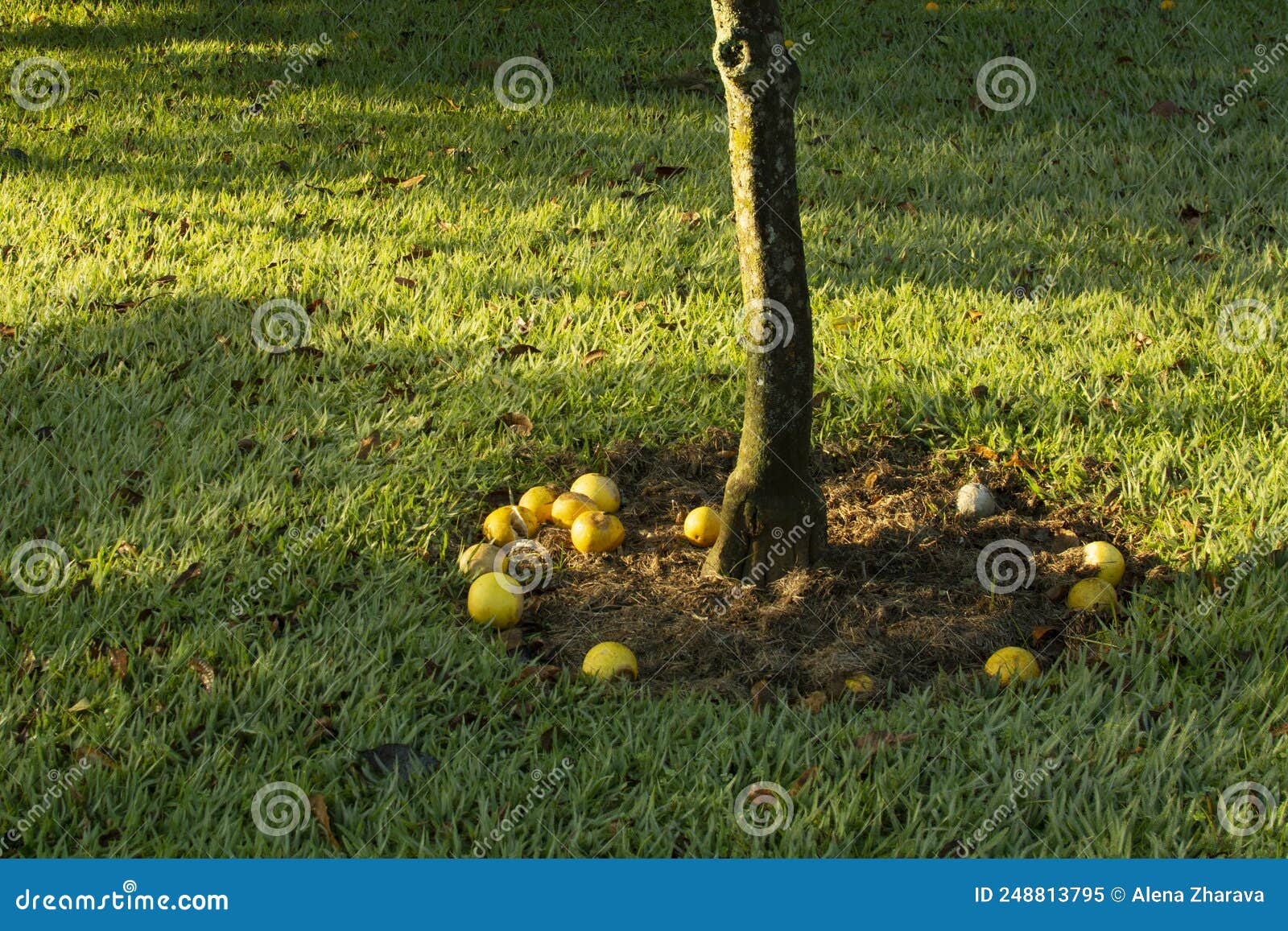Fallen Oranges on the Ground Under a Tree Stock Image - Image of leaf ...