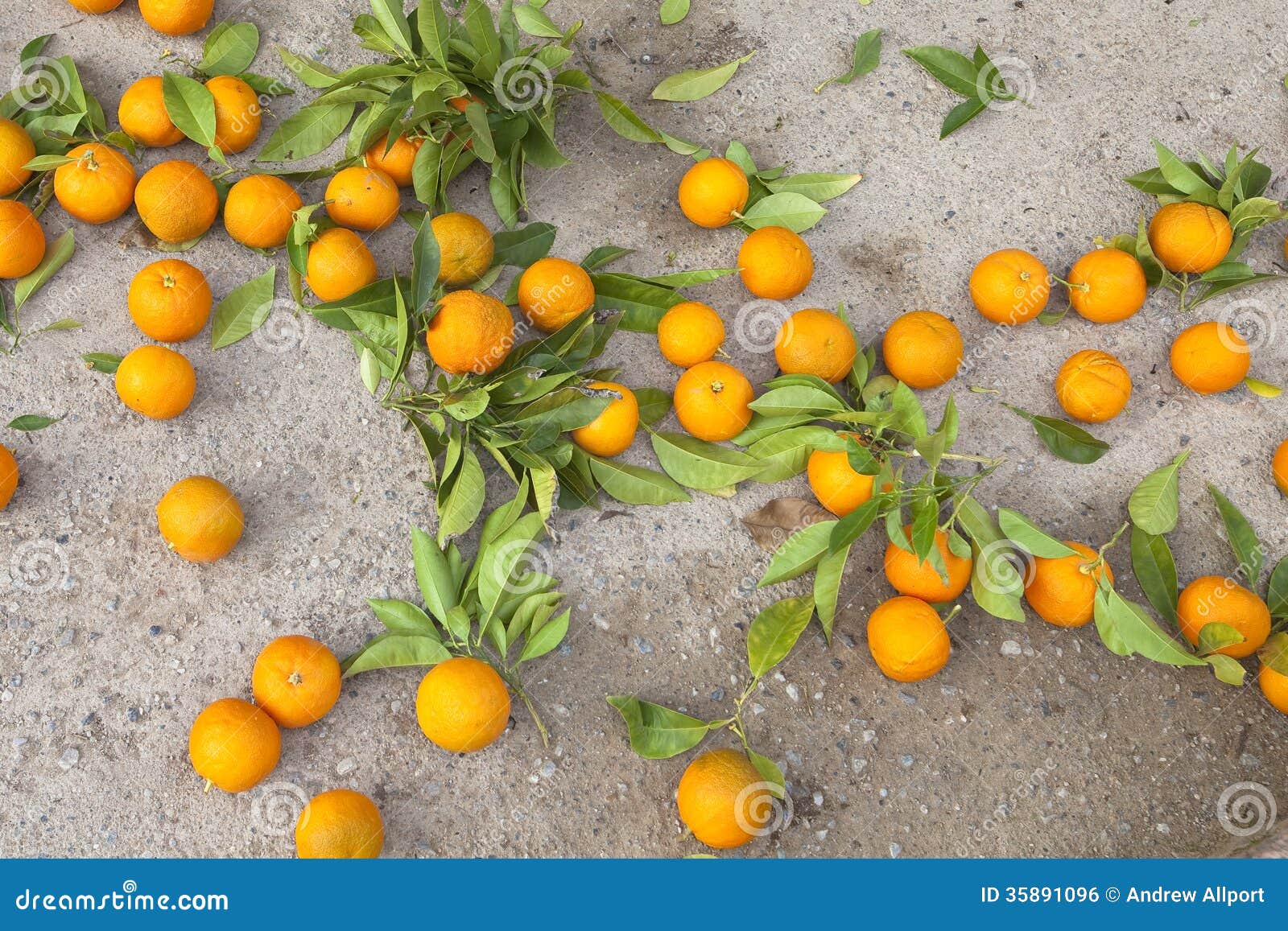 Fallen Oranges and Leaves on the Ground Stock Photo - Image of citrus ...