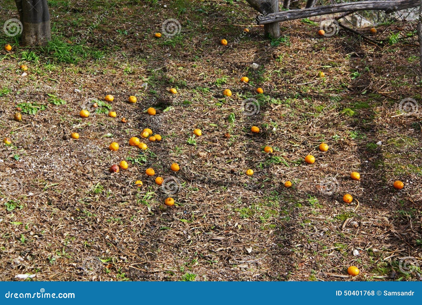 Fallen Oranges and Leaves on the Ground Stock Photo - Image of orange ...