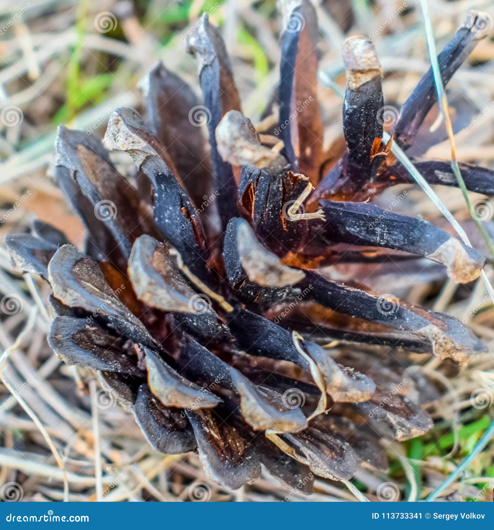 Spruce Cone Lies on the Grass Stock Image - Image of fallen, nuts ...