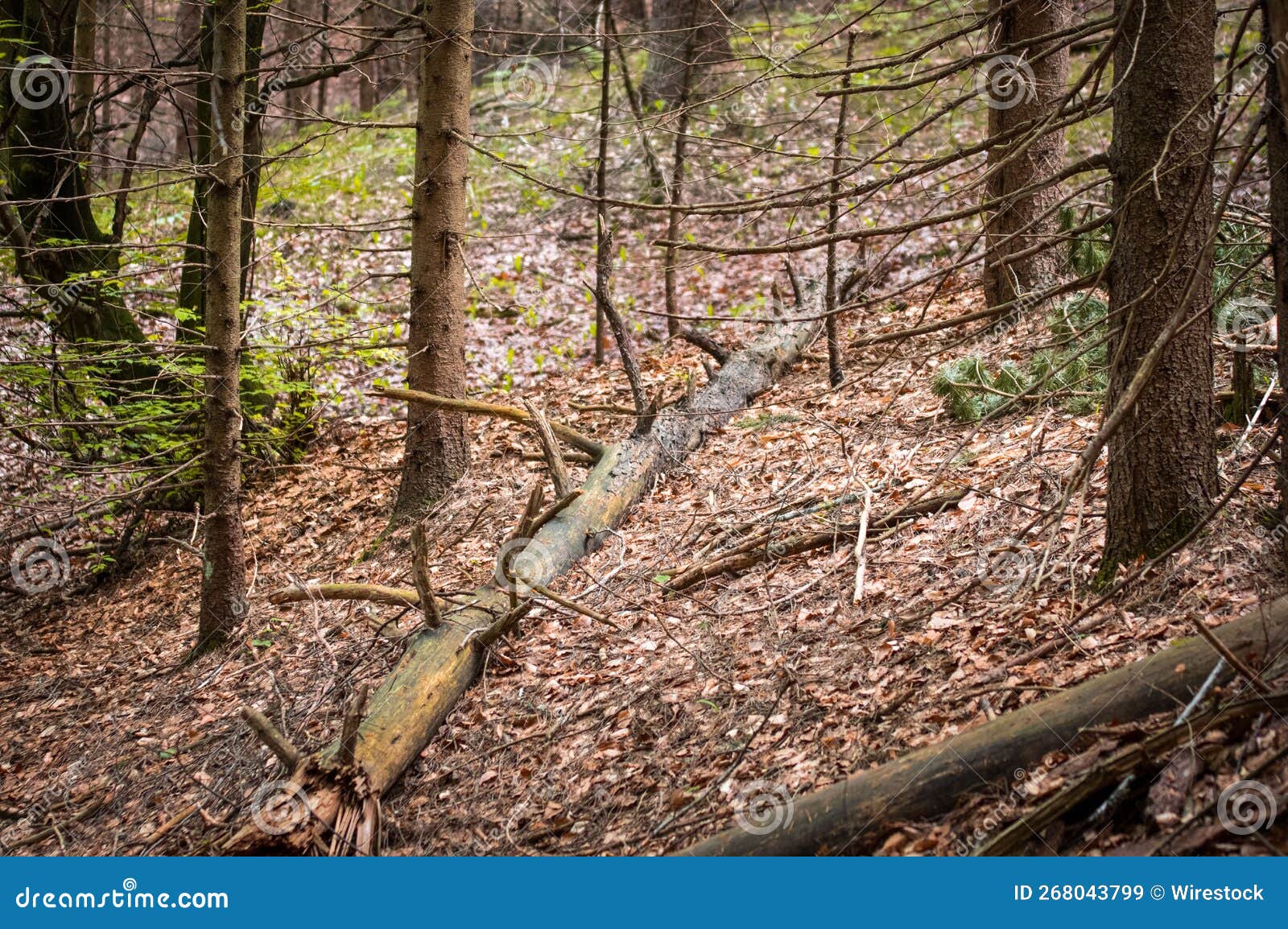 Fallen Over Tree in the Middle of a Forest Trail Stock Image - Image of ...