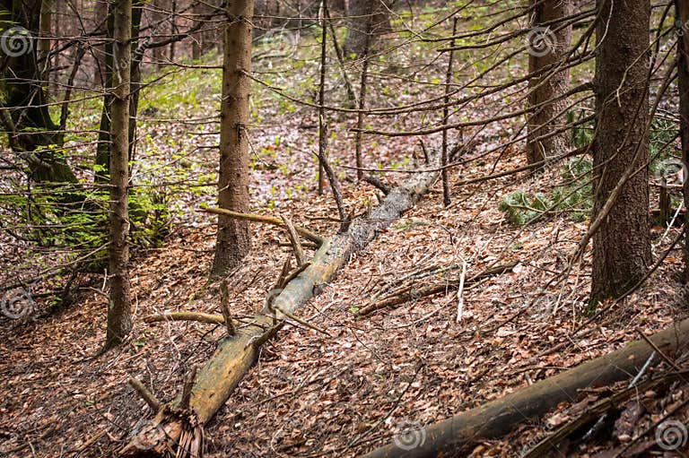 Fallen Over Tree in the Middle of a Forest Trail Stock Image - Image of ...