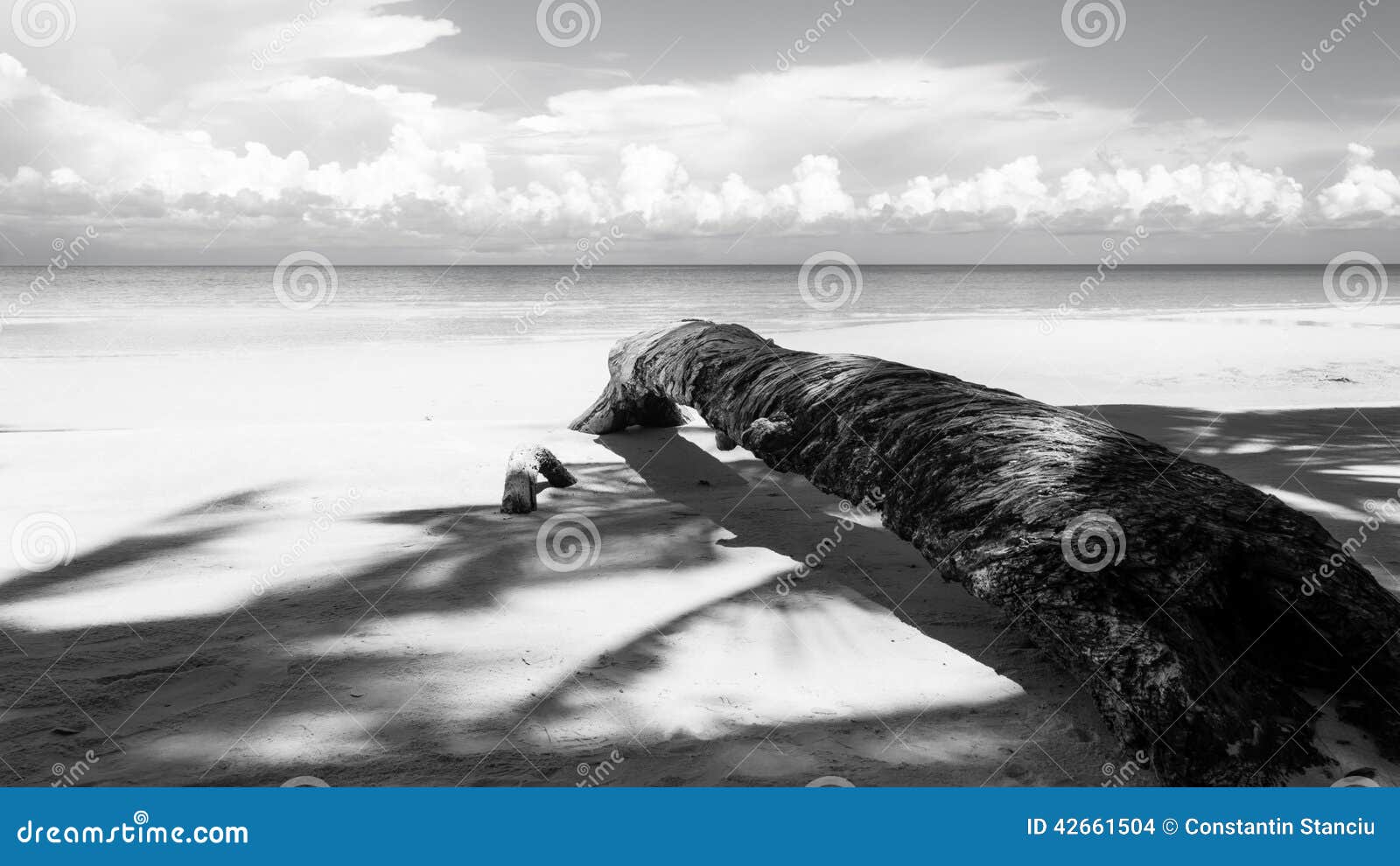 Fallen Palm Tree in Black and White Stock Photo - Image of black ...
