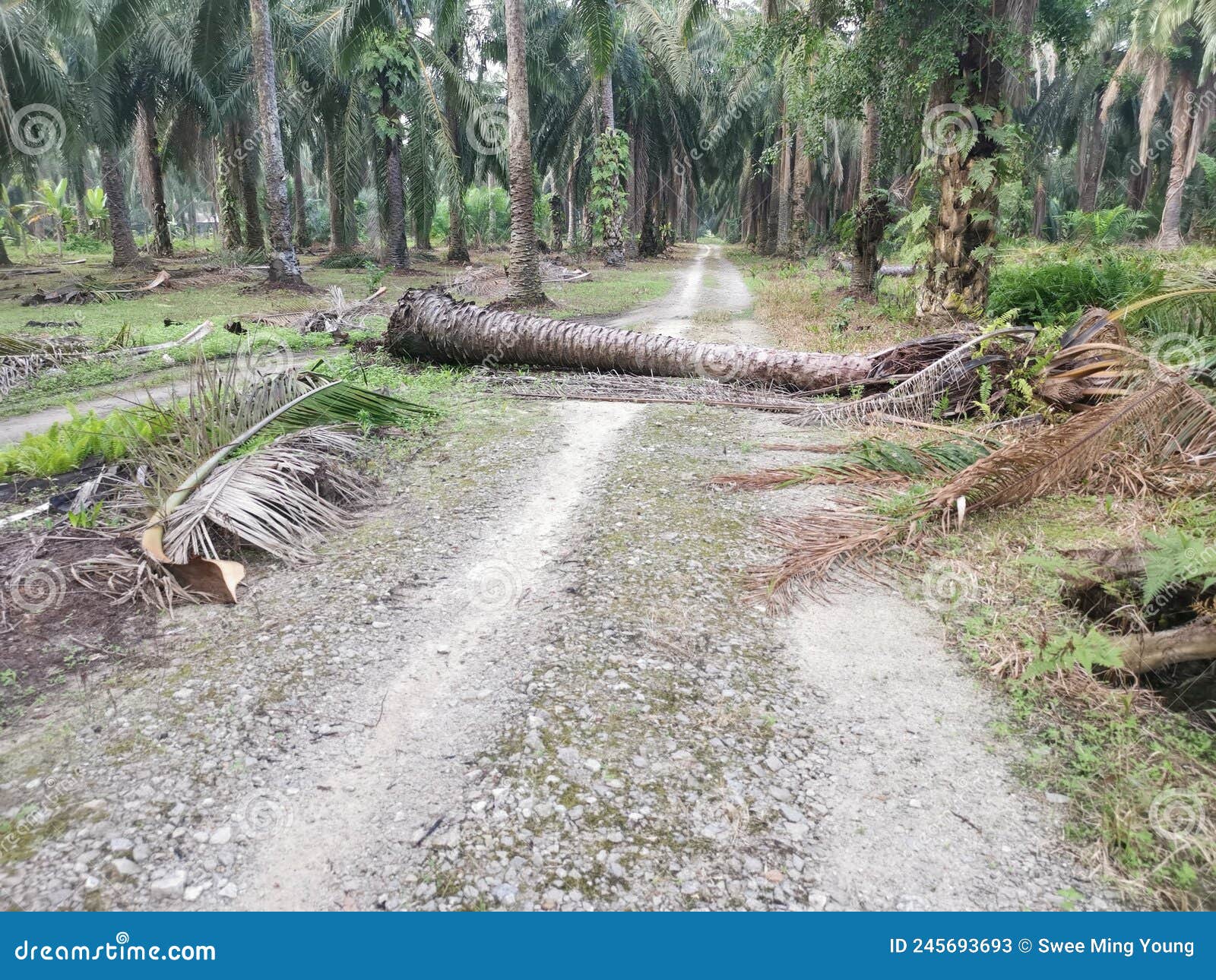 Fallen Palm Tree Blocking the Rural Dirt Road. Stock Image - Image of ...