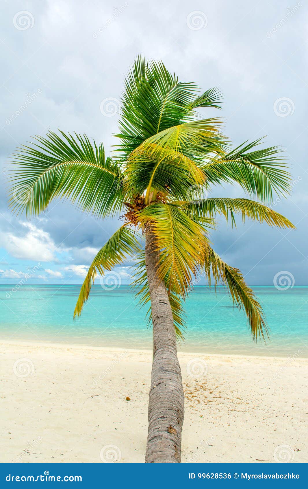 Fallen palm tree stock photo. Image of fresh, fallen - 99628536