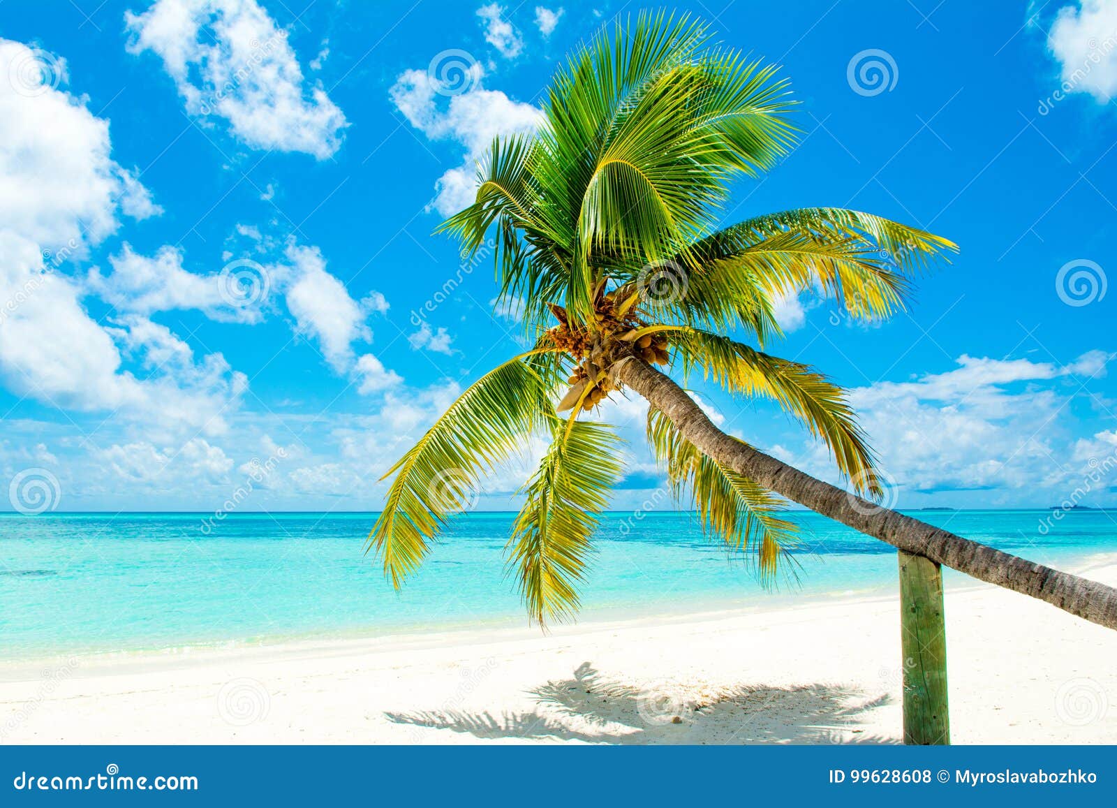 Fallen palm tree stock photo. Image of beach, fallen - 99628608