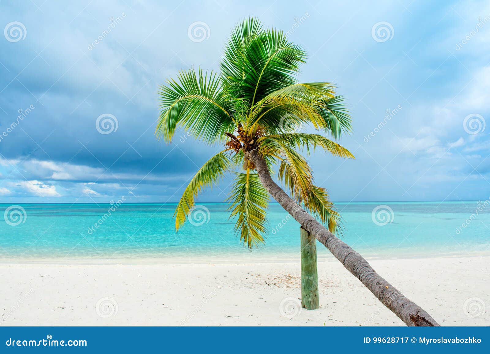 Fallen palm tree stock image. Image of plant, floral - 99628717