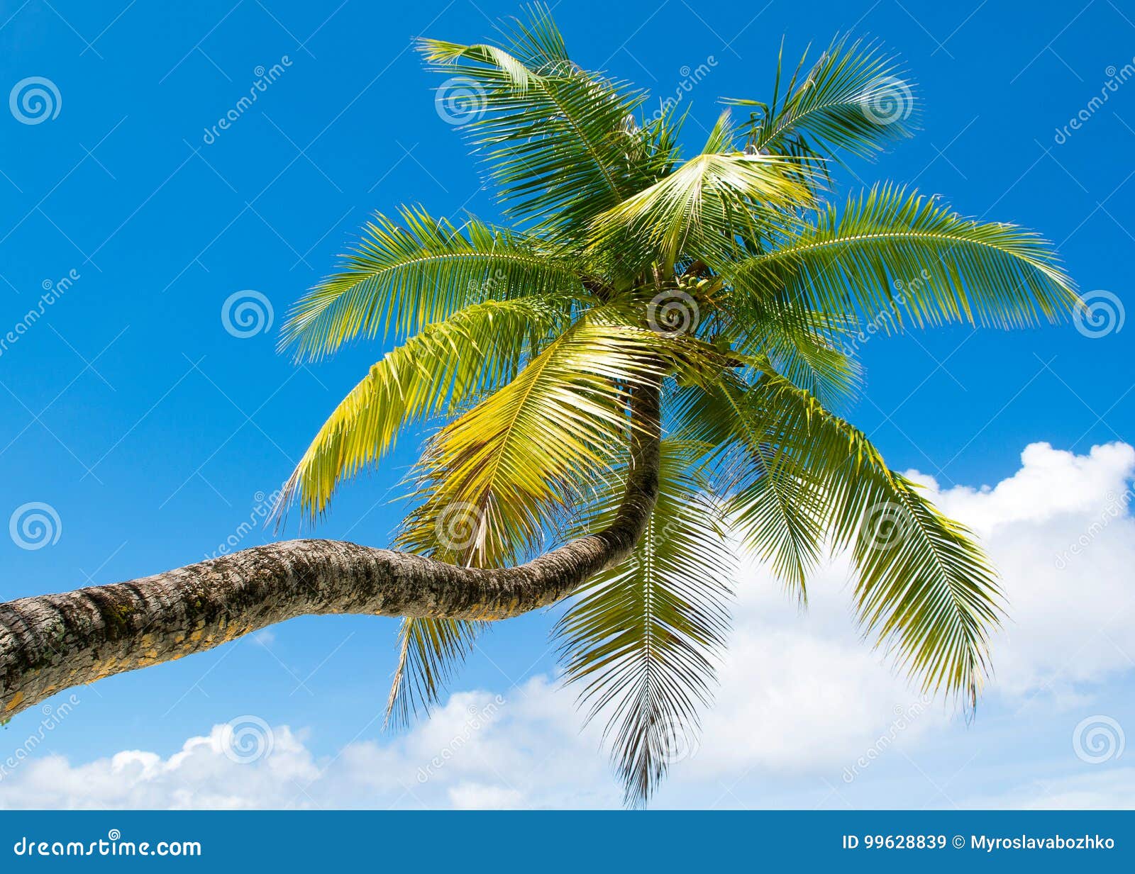 A Fallen Palm Tree Growing Back In An Area Covered By Palm Trees During ...
