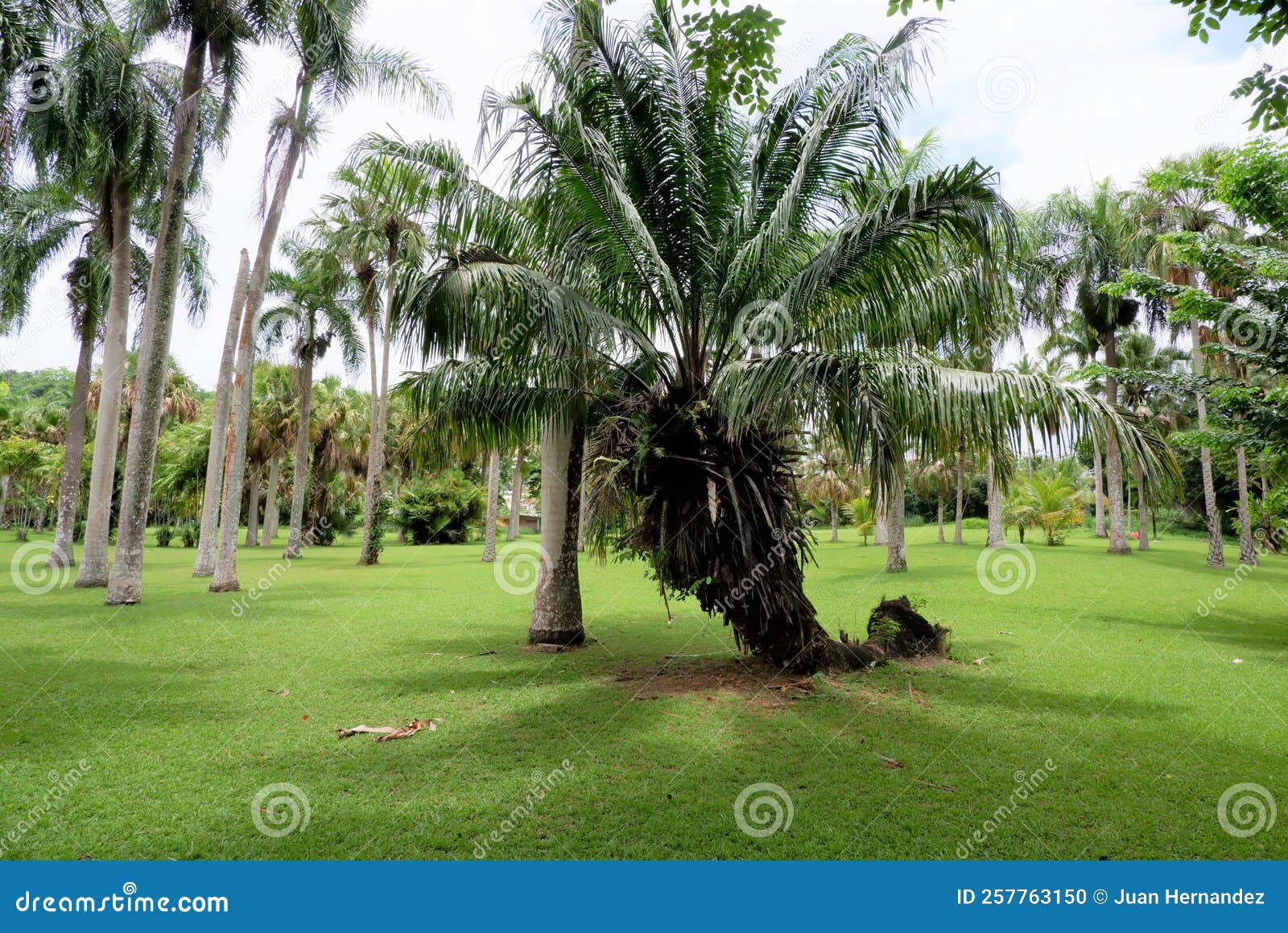 A Fallen Palm Tree Growing Back in an Area Covered by Palm Trees during ...