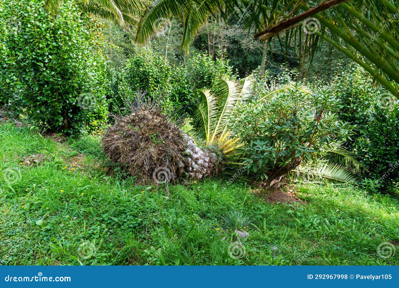 A Fallen Palm Tree Torn Out of the Ground. Natural Disaster Stock Photo ...