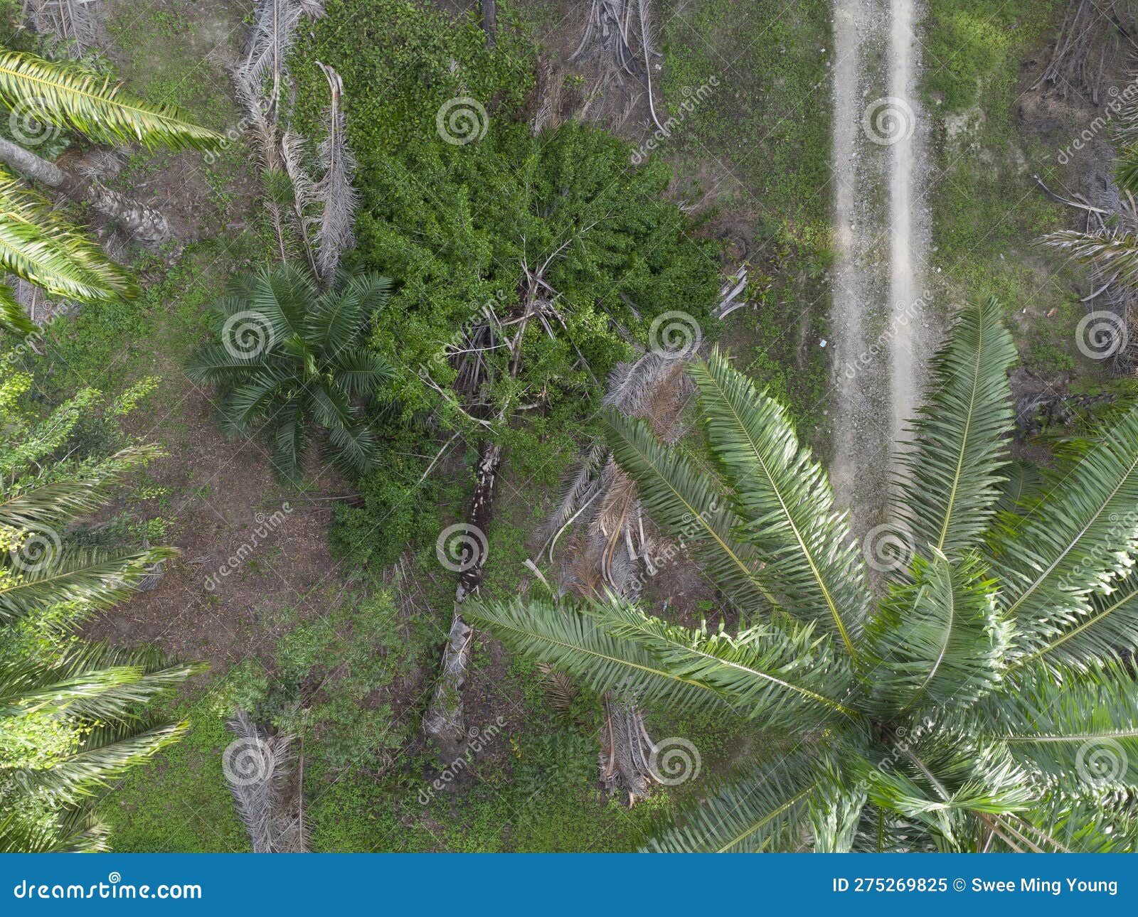 The Fallen Palm Tree Trunk on the Ground at the Plantation 275 Stock ...