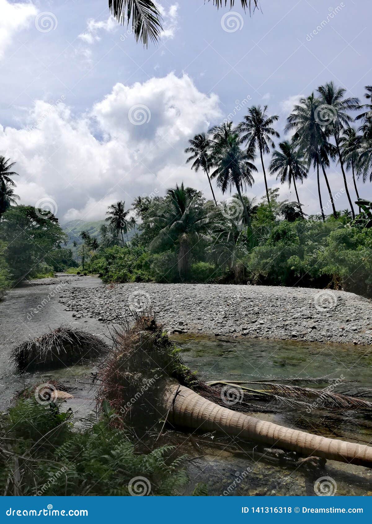 Fallen Palm Tree Trunks Lying in a Shallow River on Mindoro ...